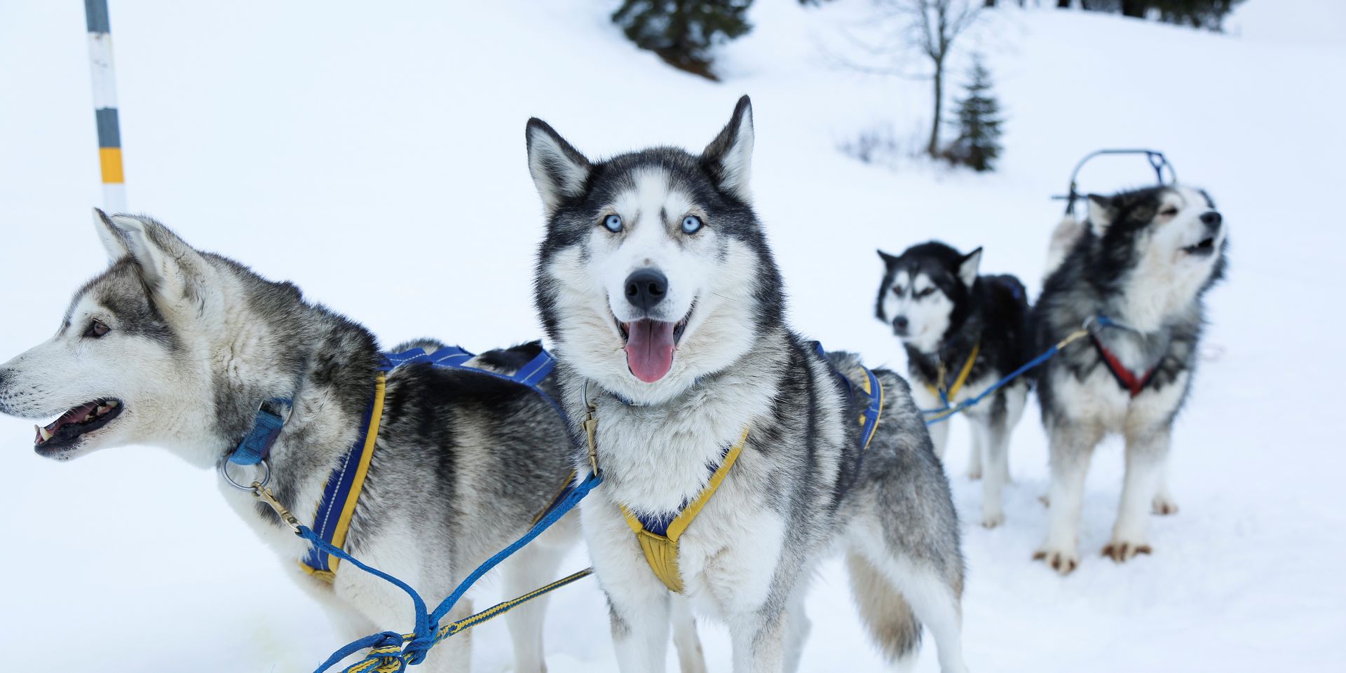 Home [husky-toni.at]